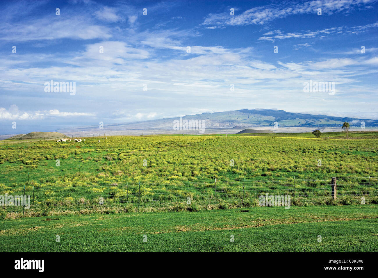 Open pasture in North Hawaii Stock Photo - Alamy