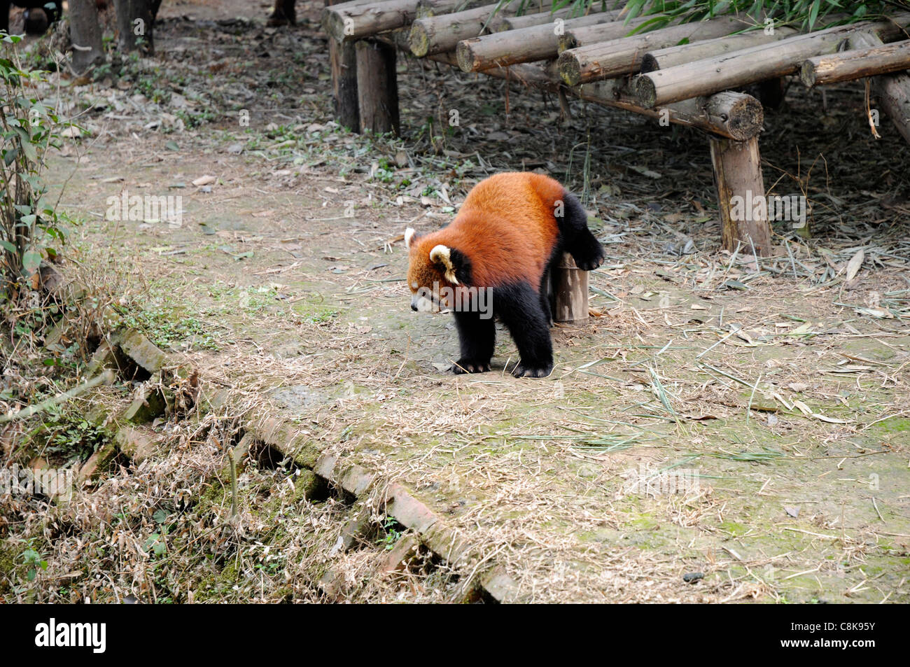 Red Panda Territory