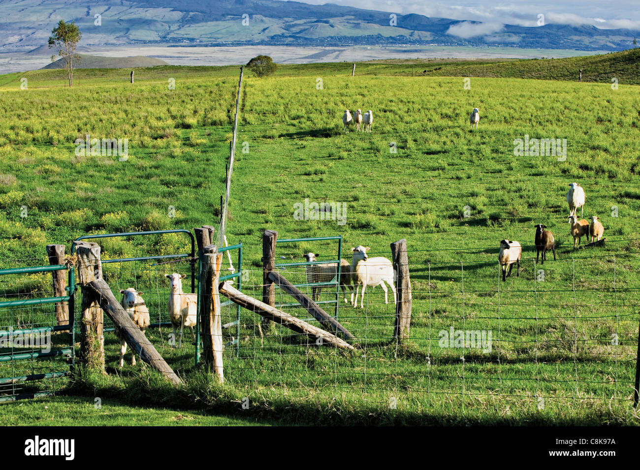Hawaii sheep hi-res stock photography and images - Alamy