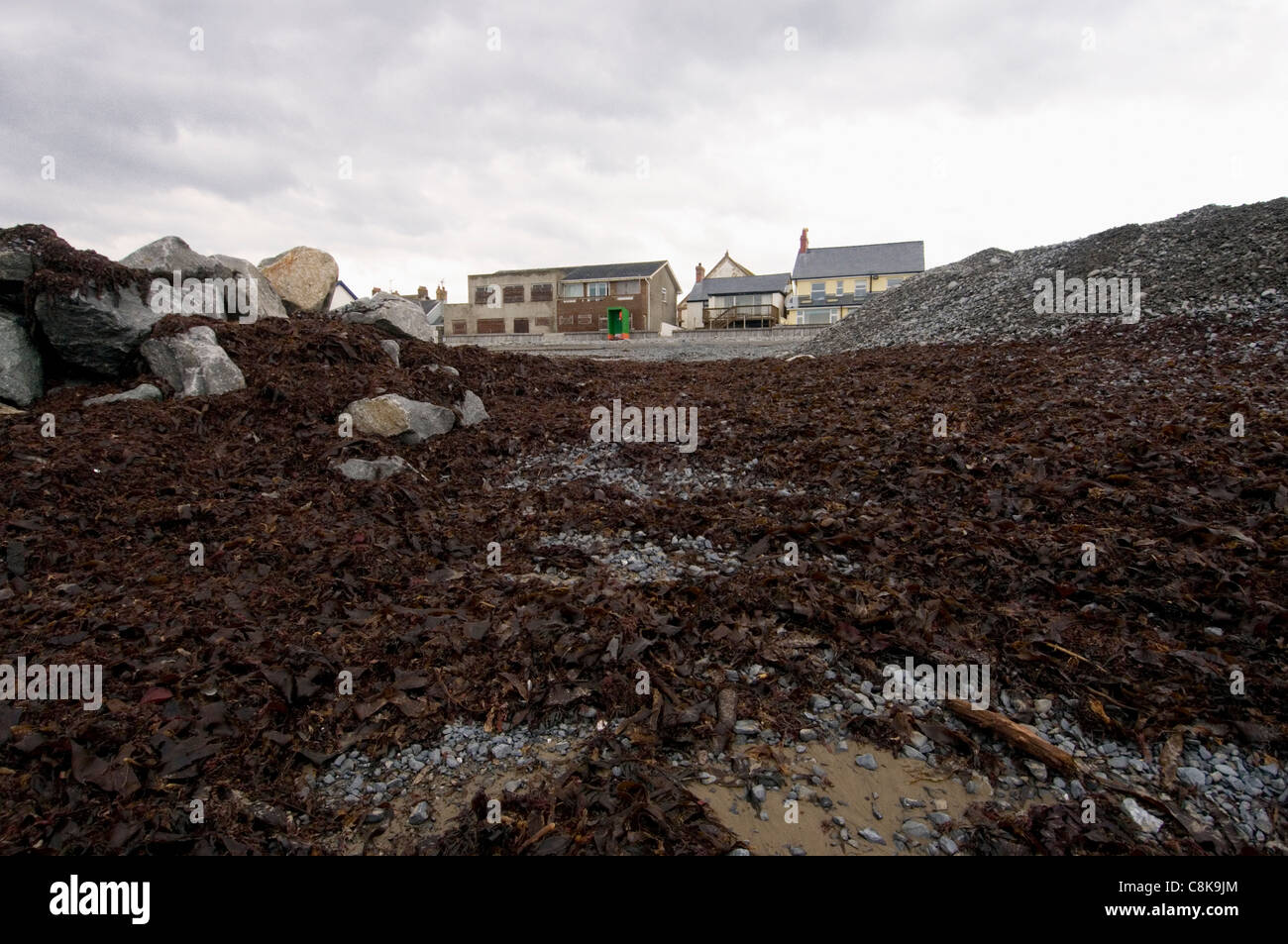 Borth beach covered in seaweed after stormy weather Stock Photo - Alamy