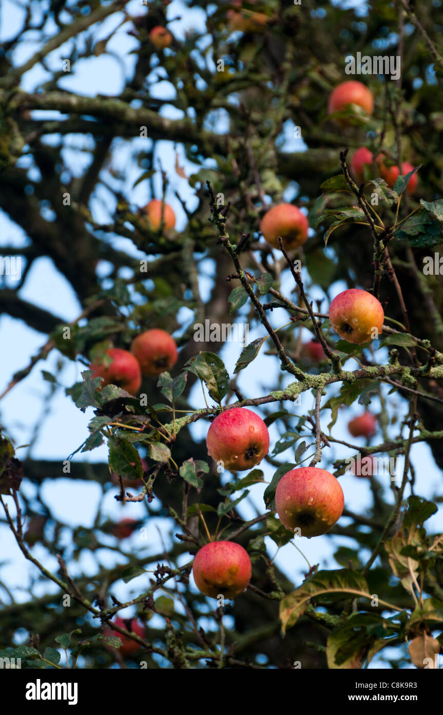 English apples hi-res stock photography and images - Alamy