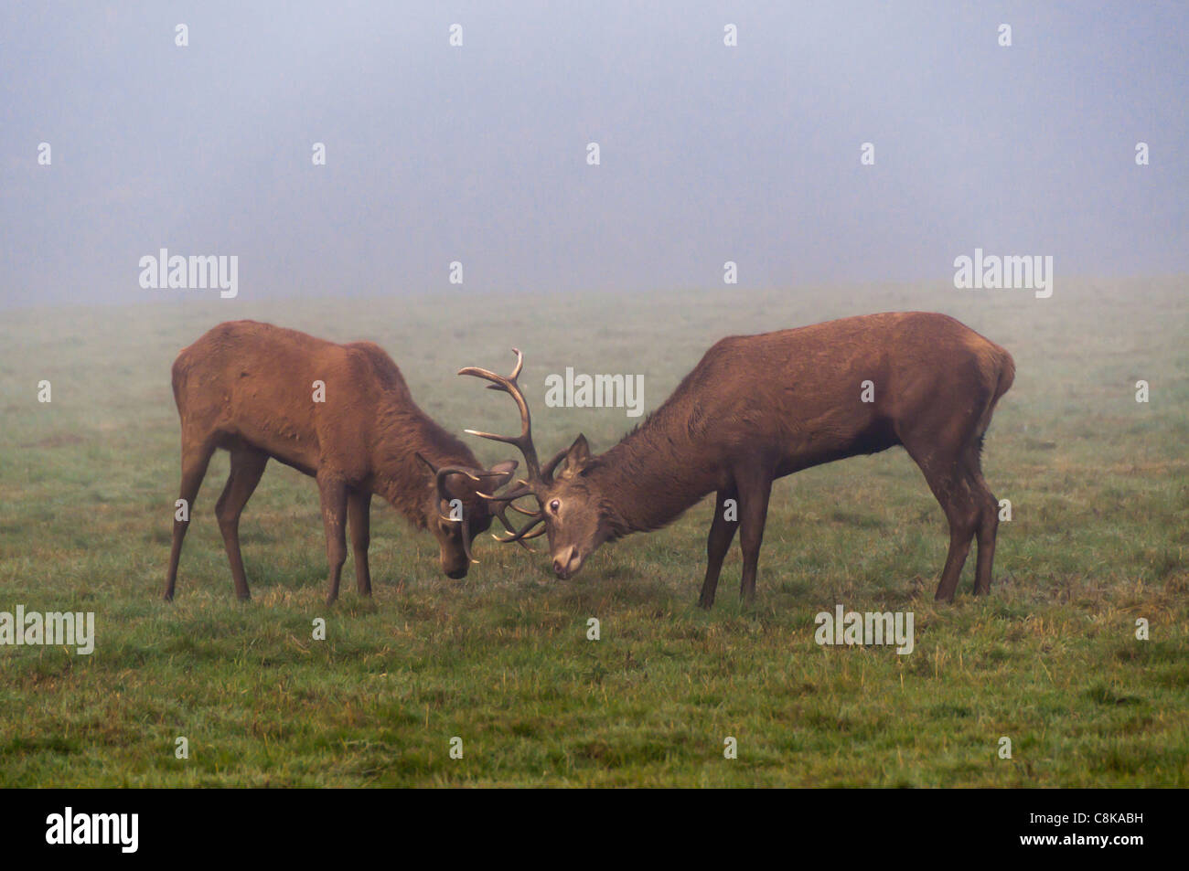 Fighting During The Rut High Resolution Stock Photography and Images ...