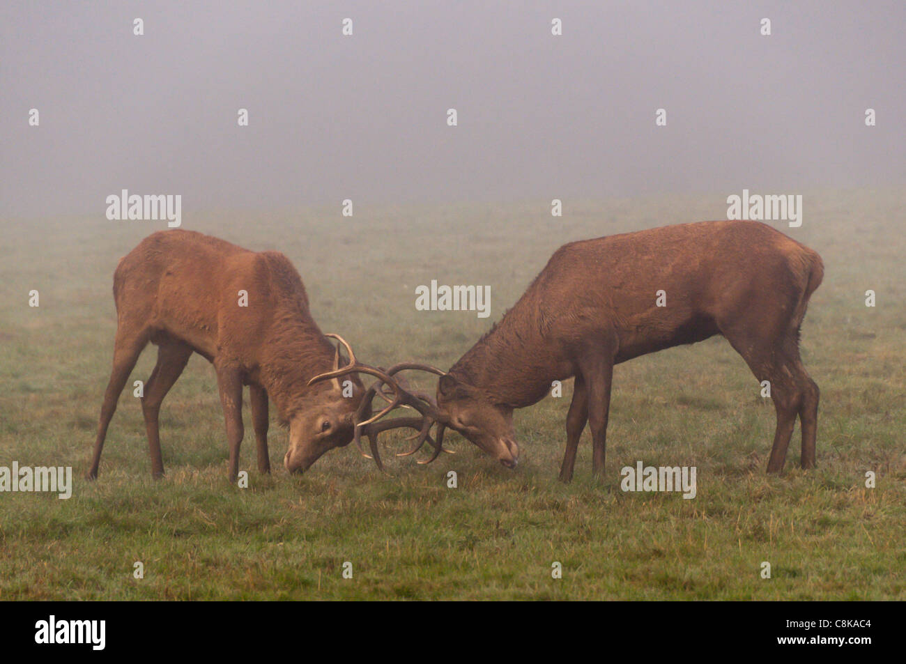 Red dear fighting during annual rut Stock Photo - Alamy