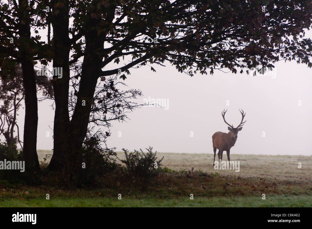 Red deer stag in mist under tree Stock Photo - Alamy