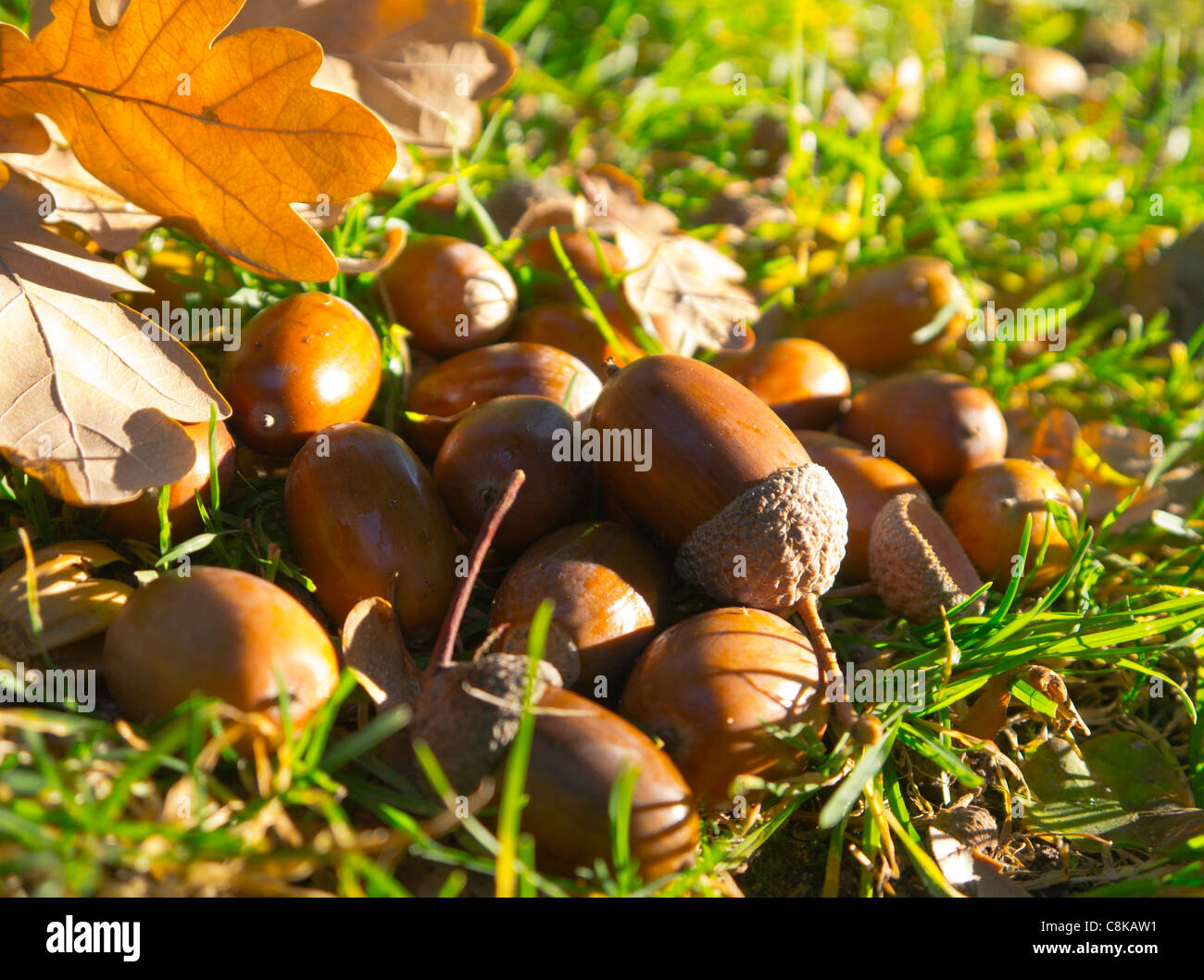 Acorns fallen on forest floor Stock Photo - Alamy
