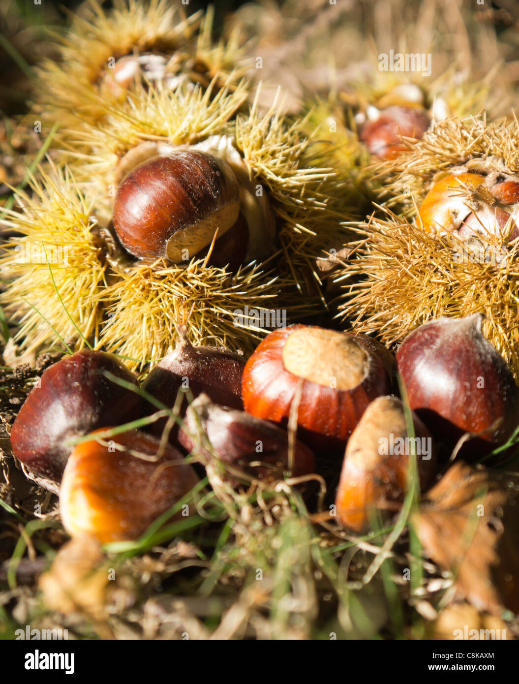 Fallen chestnuts on forest floor Stock Photo - Alamy