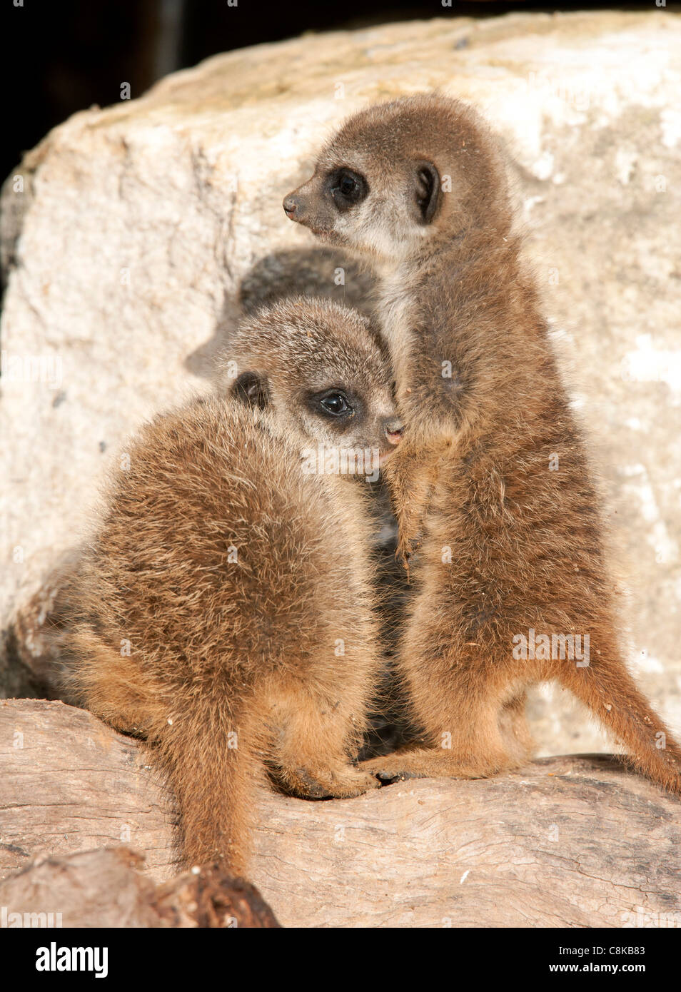 Baby meerkat pups hi-res stock photography and images - Alamy