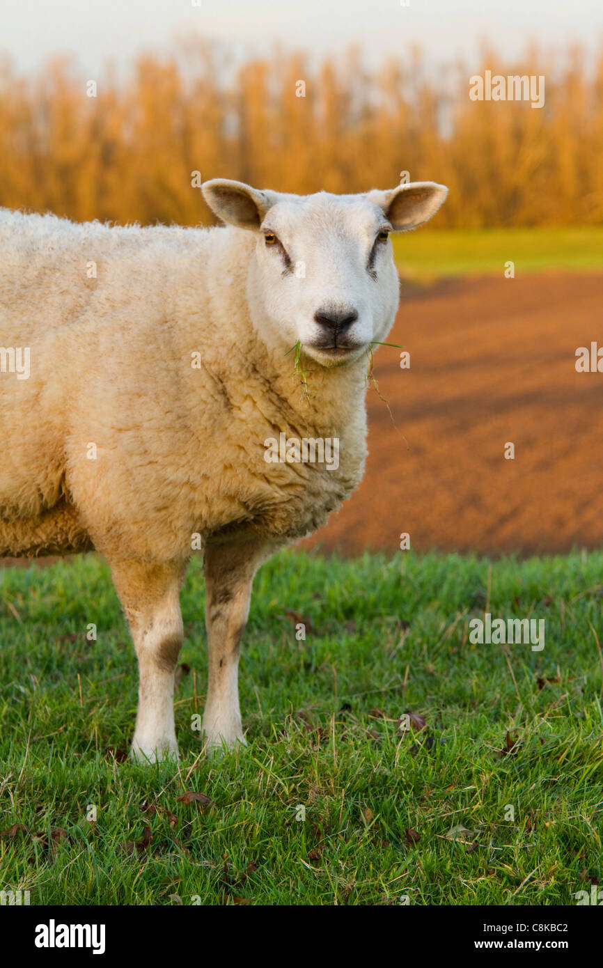 Lamb standing alone hi-res stock photography and images - Alamy