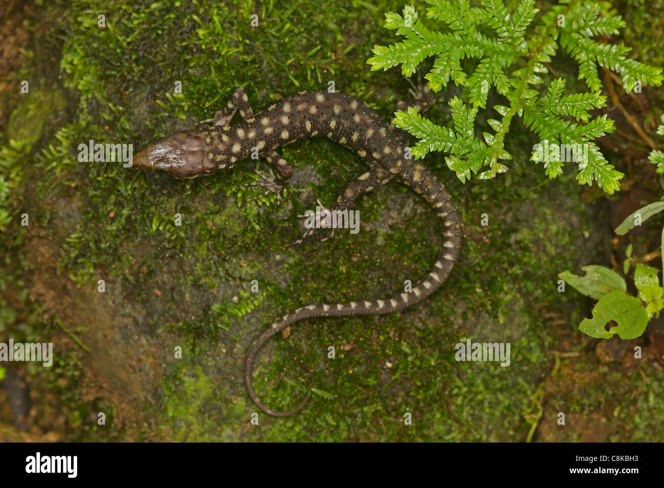 Yellow spotted tropical night lizard hi-res stock photography and ...
