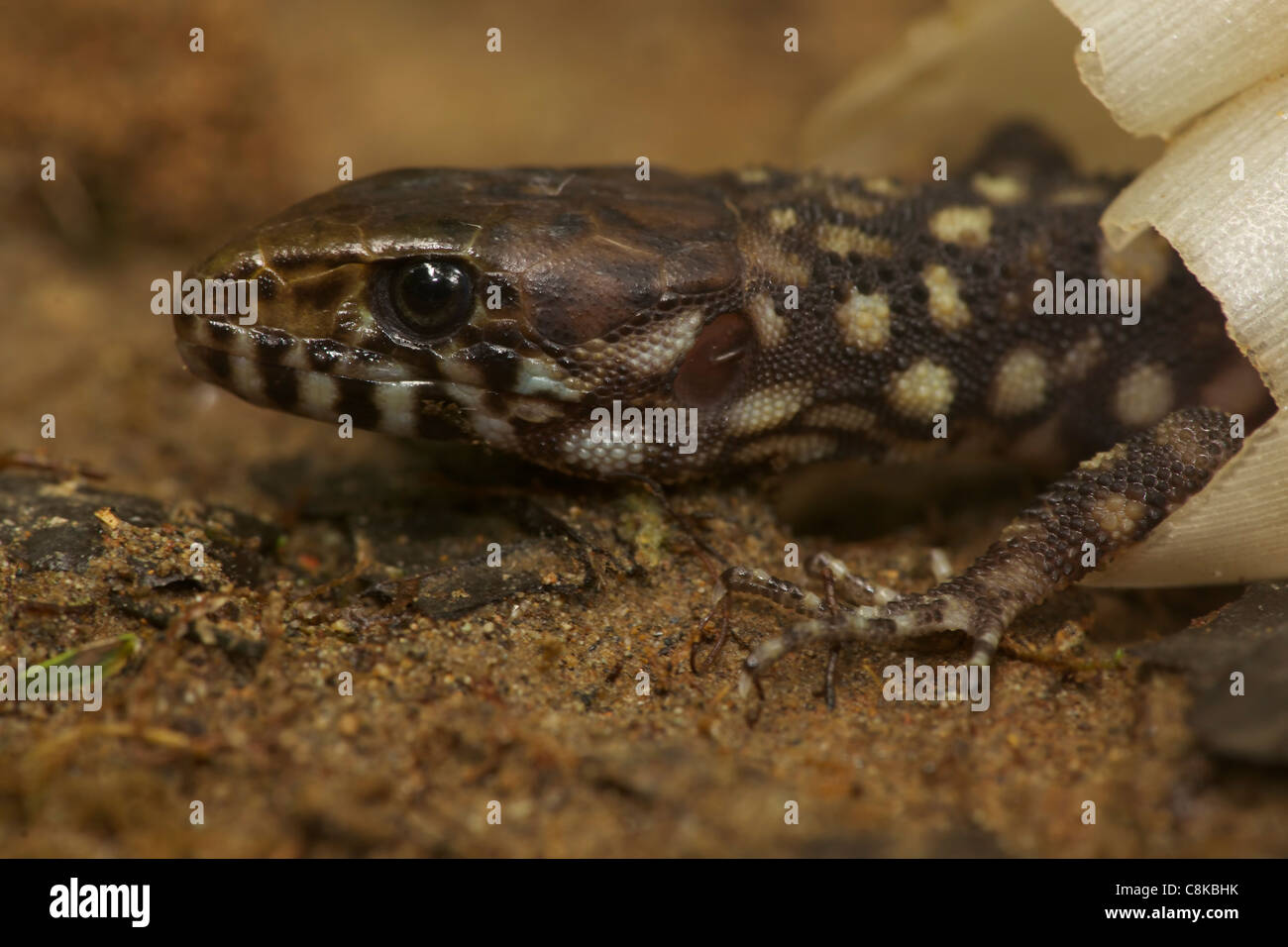 Yellow-spotted tropical night lizard (Lepidophyma flavimaculatum ...