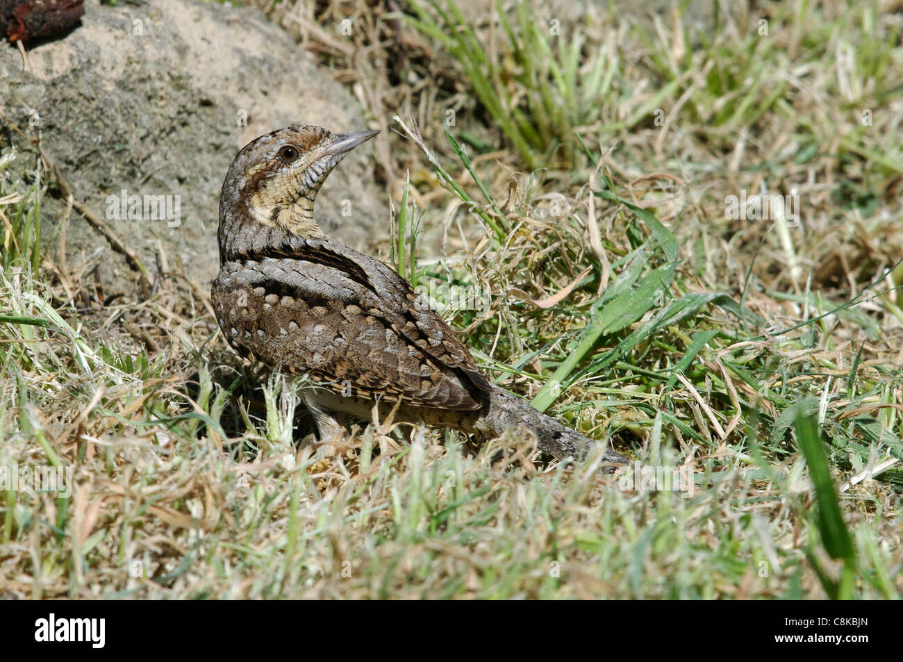 Wryneck (Jynx torquilla Stock Photo - Alamy