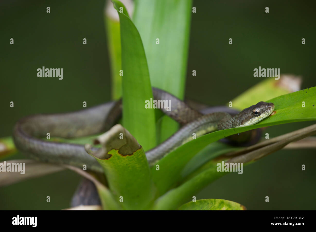Salmon-bellied Racer - (Mastigodryas melanolomus) - Costa Rica ...