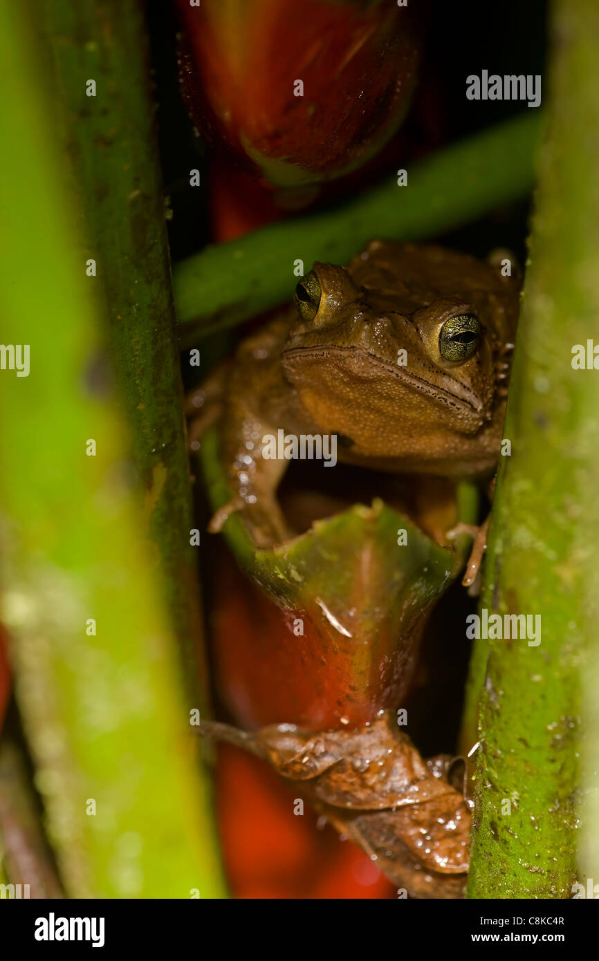 Green Climbing Toad - (Bufo coniferus) - Costa Rica - arboreal Stock ...