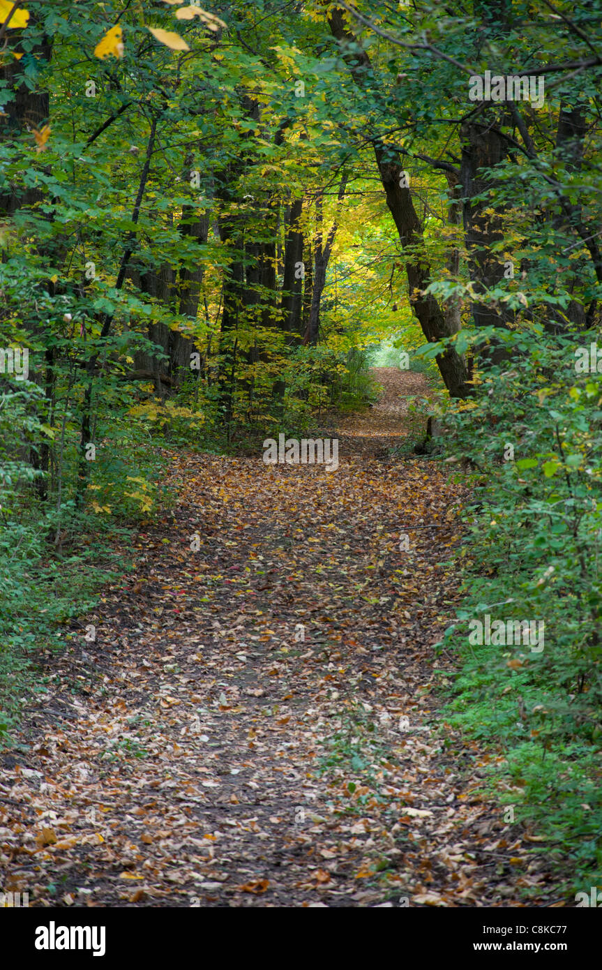 A quiet path through the woods at the Morgan Arboretum Stock Photo - Alamy