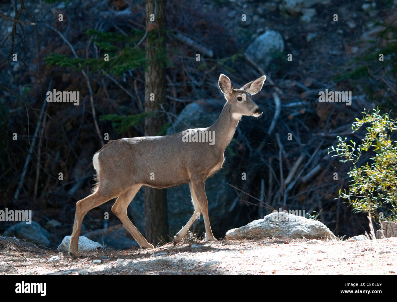 Adult Mule Dear on Mount Whitney, California Stock Photo - Alamy