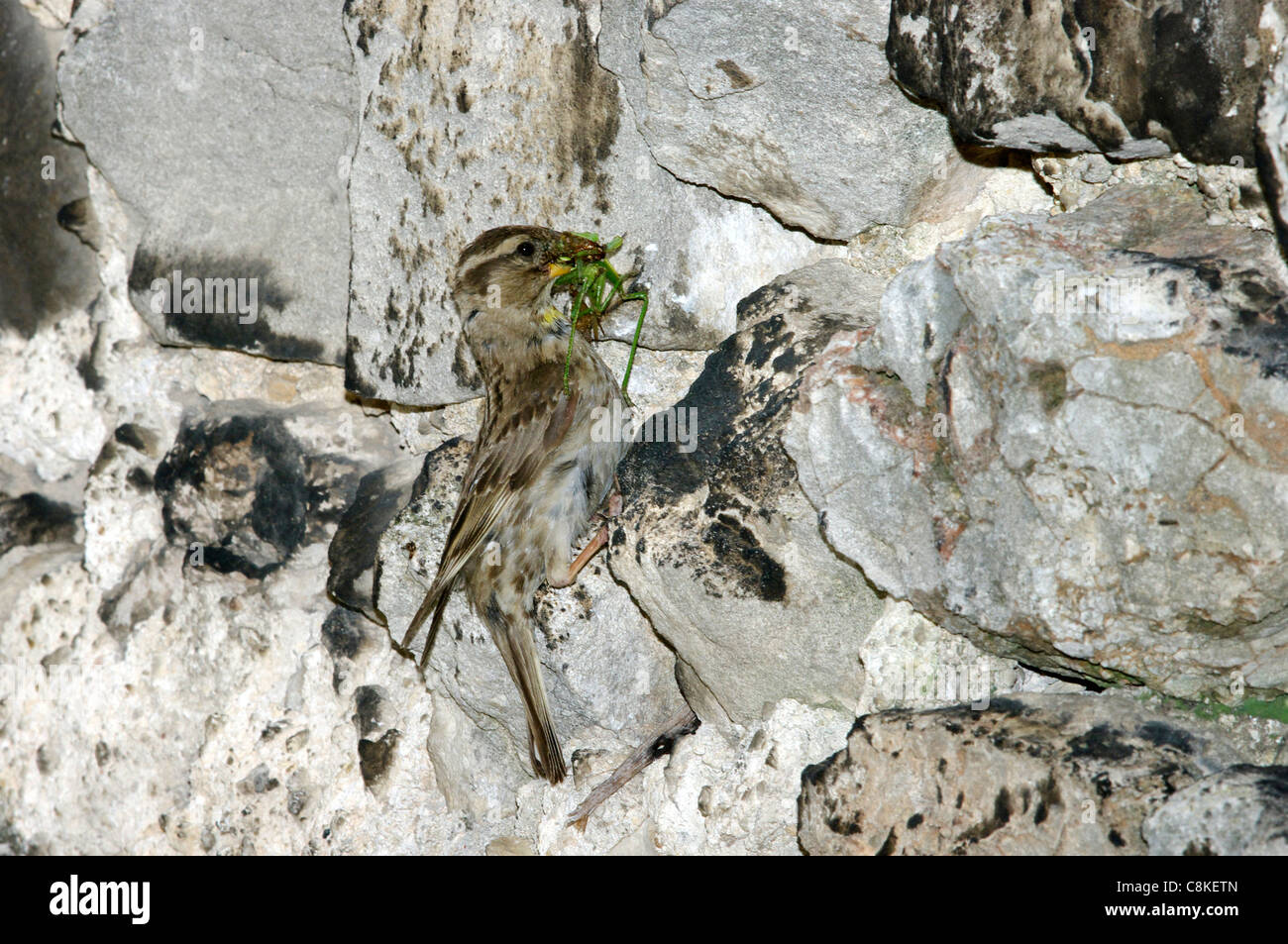 Rock Sparrow (Petronia petronia) at nest in wall, central Italy Stock ...