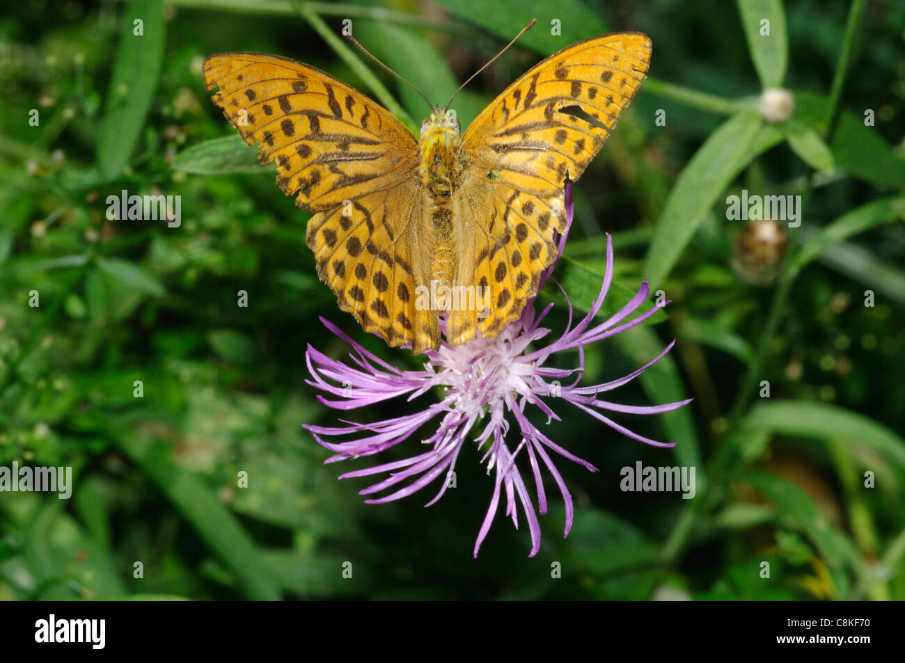 Silver-washed Fritillary (Argynnis paphia Stock Photo - Alamy