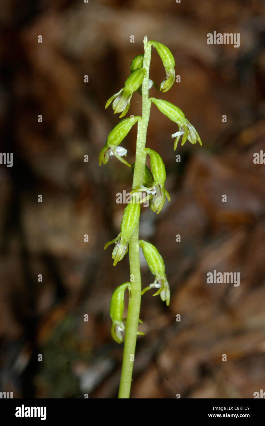 Coralroot Orchid (Corallorhiza trifida Stock Photo - Alamy