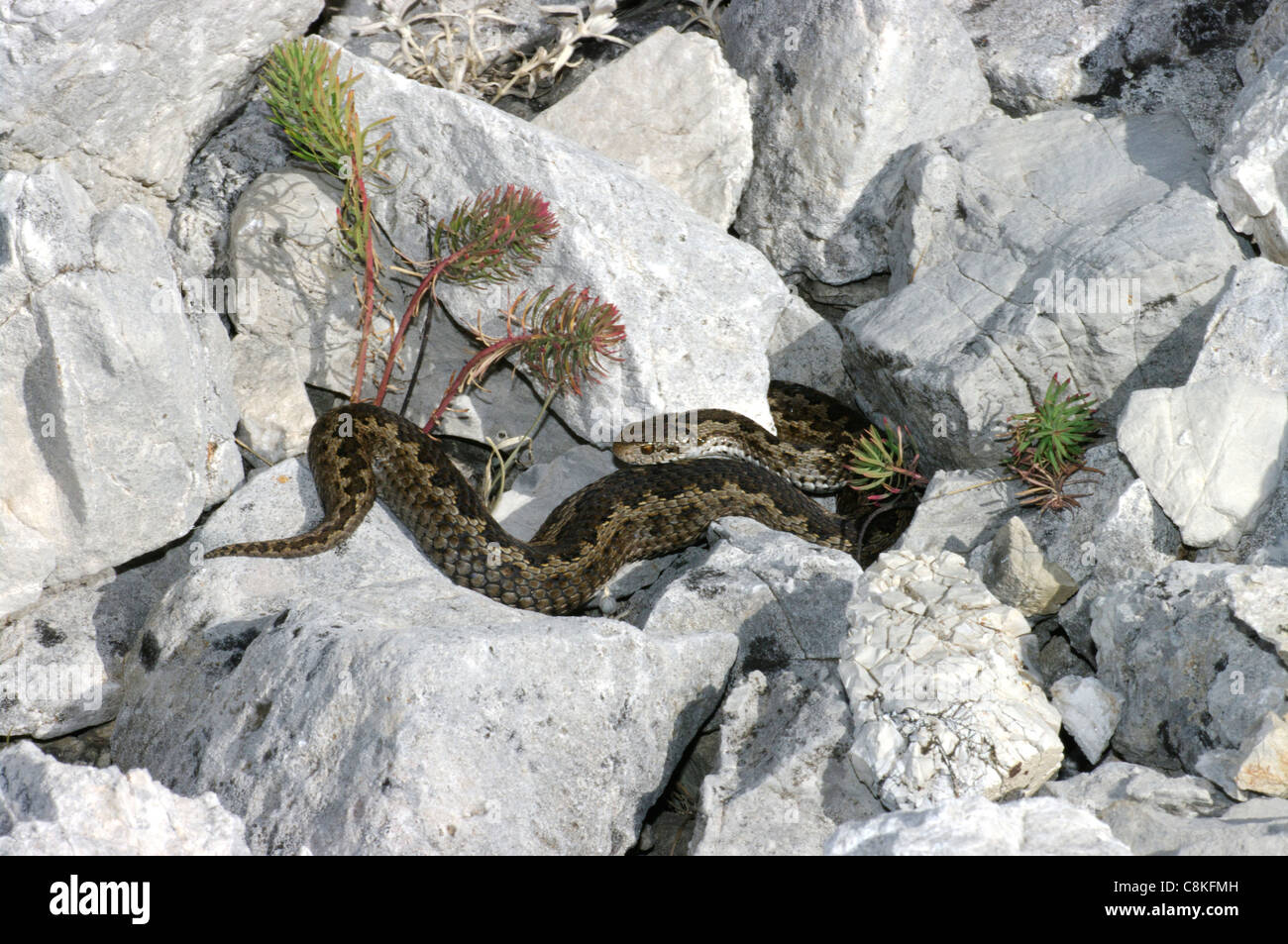 Meadow Viper, or Orsini's Viper, (Vipera ursinii), Gran Sasso National ...