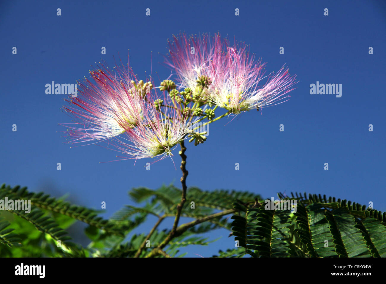 Albizia julibrissin, silk tree Stock Photo - Alamy