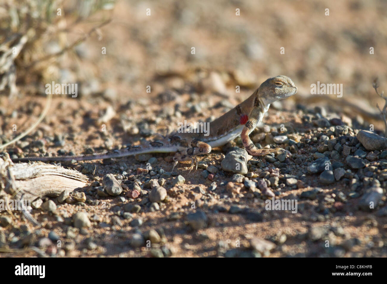 Red spotted sand lizard in the Gobi desert in mongolia Stock Photo - Alamy
