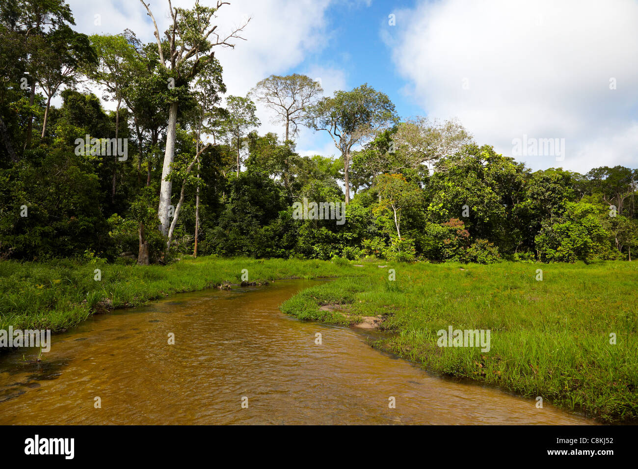 Dzanga ndoki national park hi-res stock photography and images - Alamy