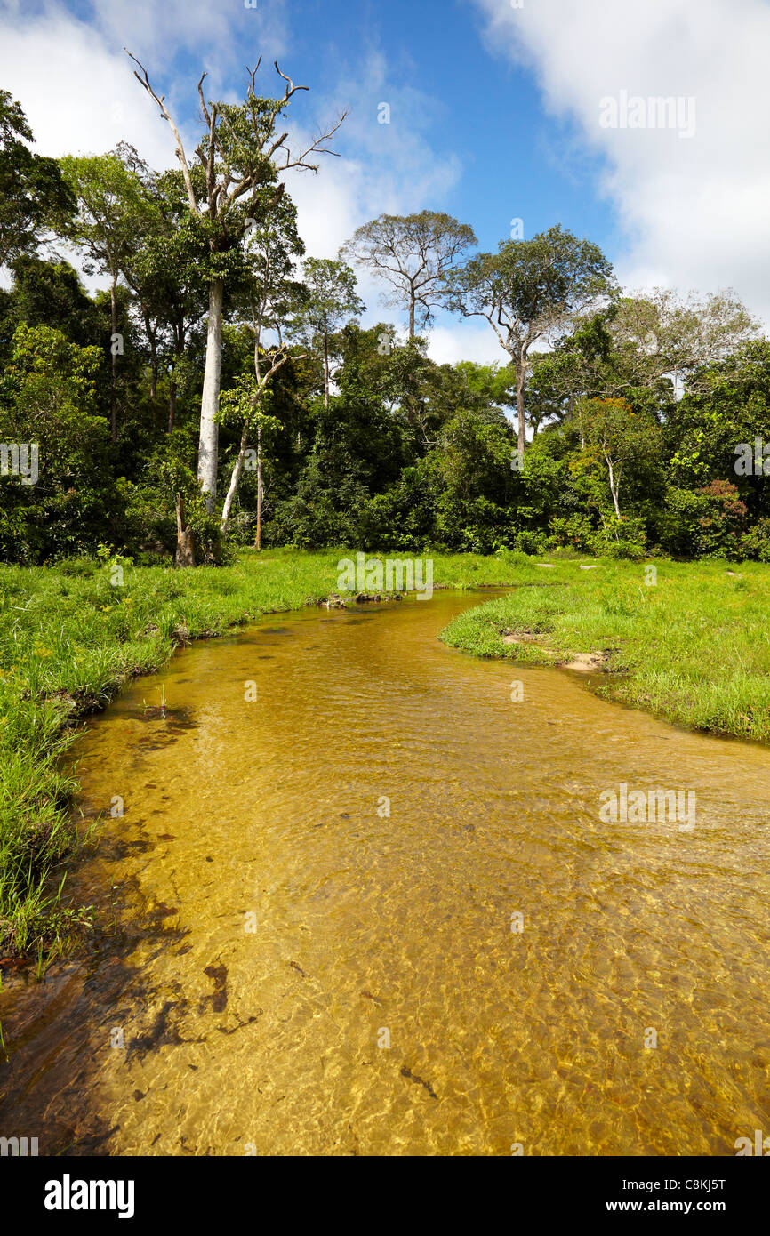 Dzanga ndoki national park hi-res stock photography and images - Alamy