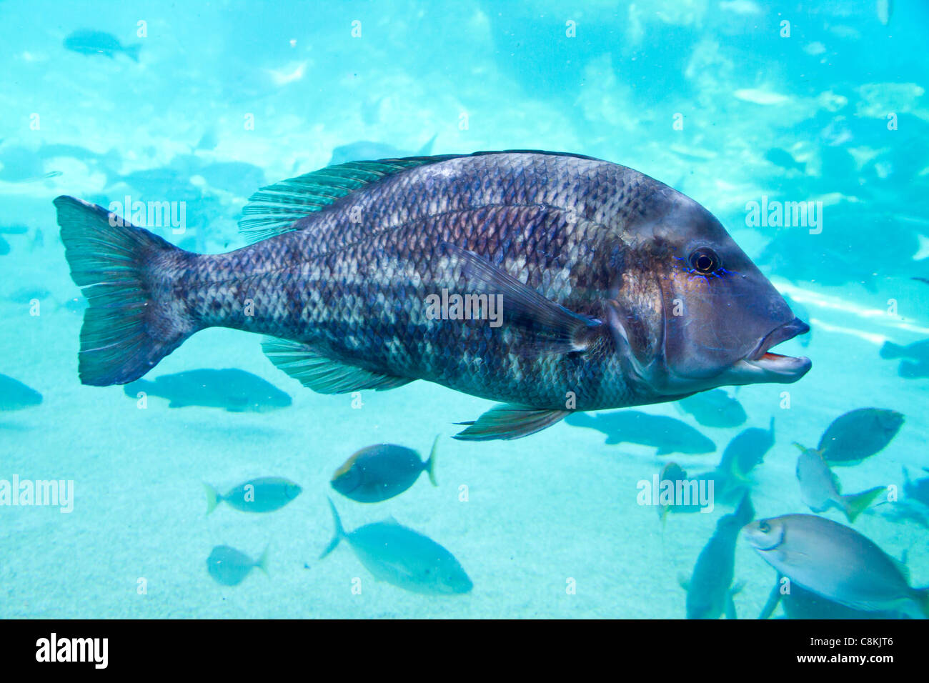 Fish swimming in Queensland Australia Stock Photo - Alamy