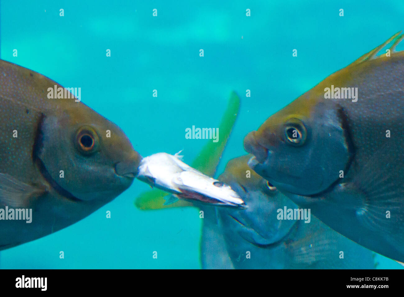 Three fish feeding Stock Photo - Alamy