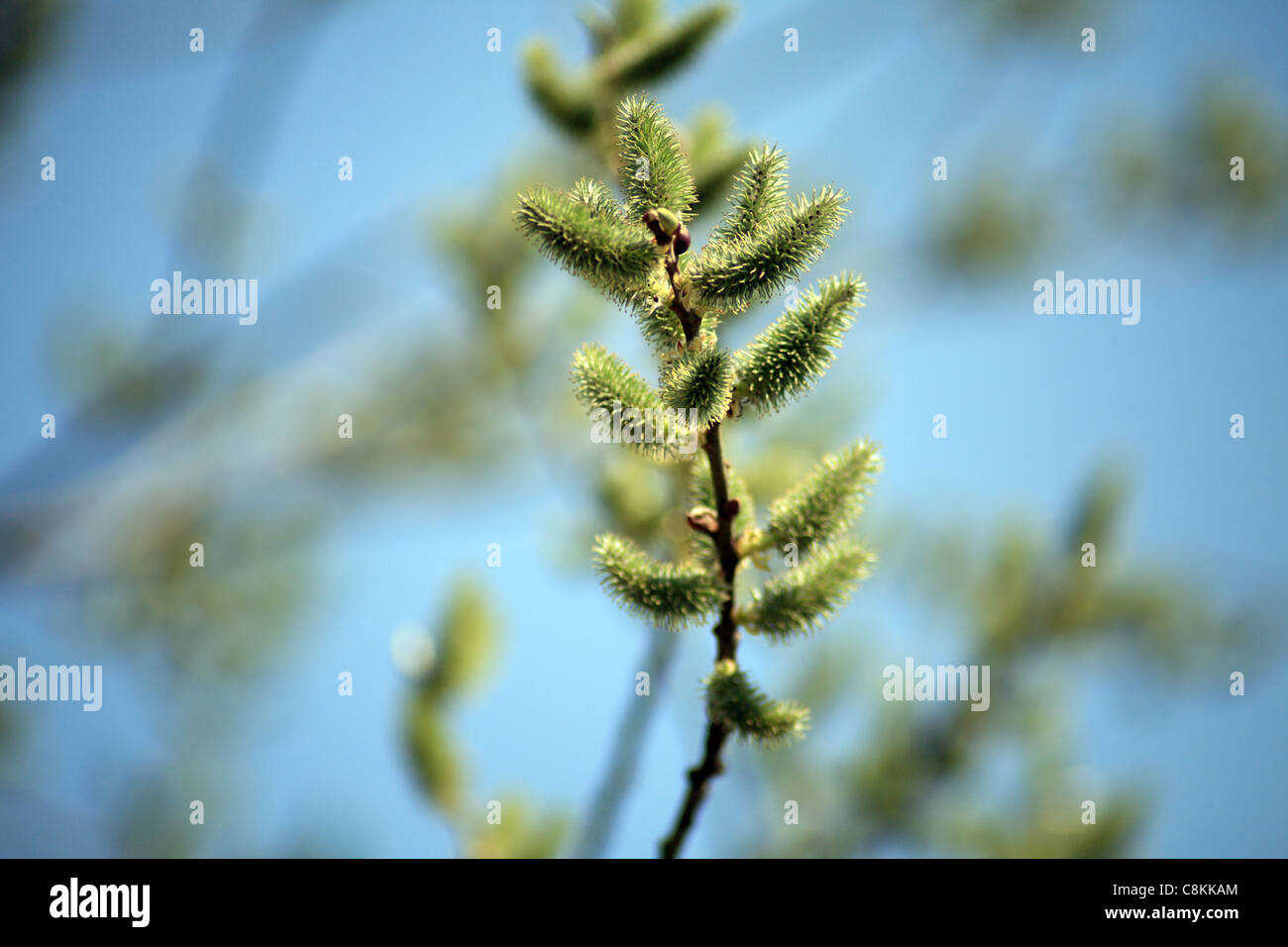 ament on tree at day Stock Photo - Alamy