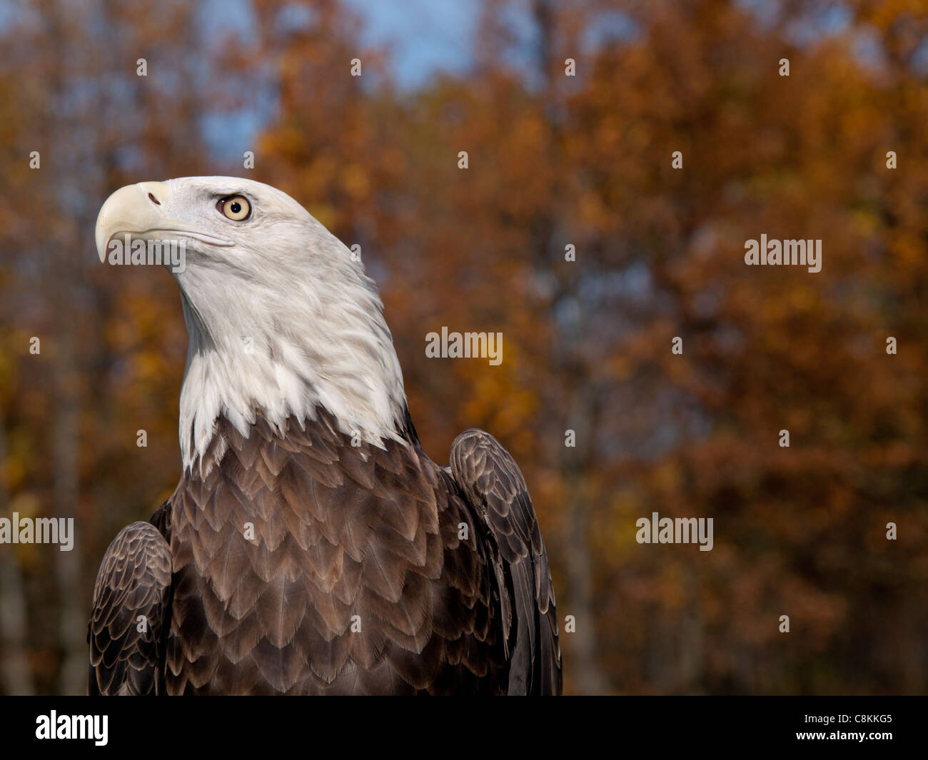 Bald Eagle portrait against a beautiful autumn landscape of colorful ...