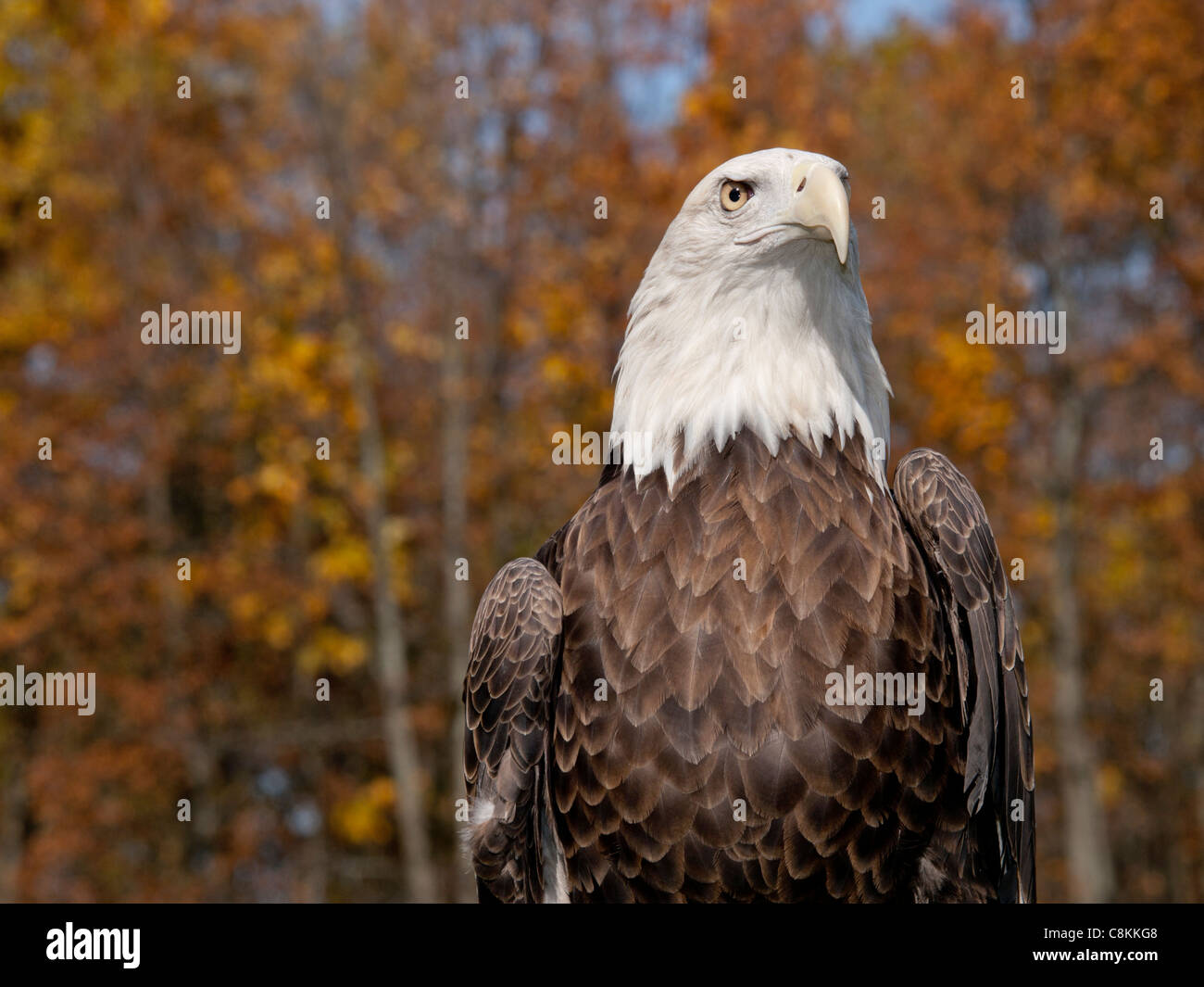 Bald Eagle portrait against a beautiful autumn landscape of colorful ...