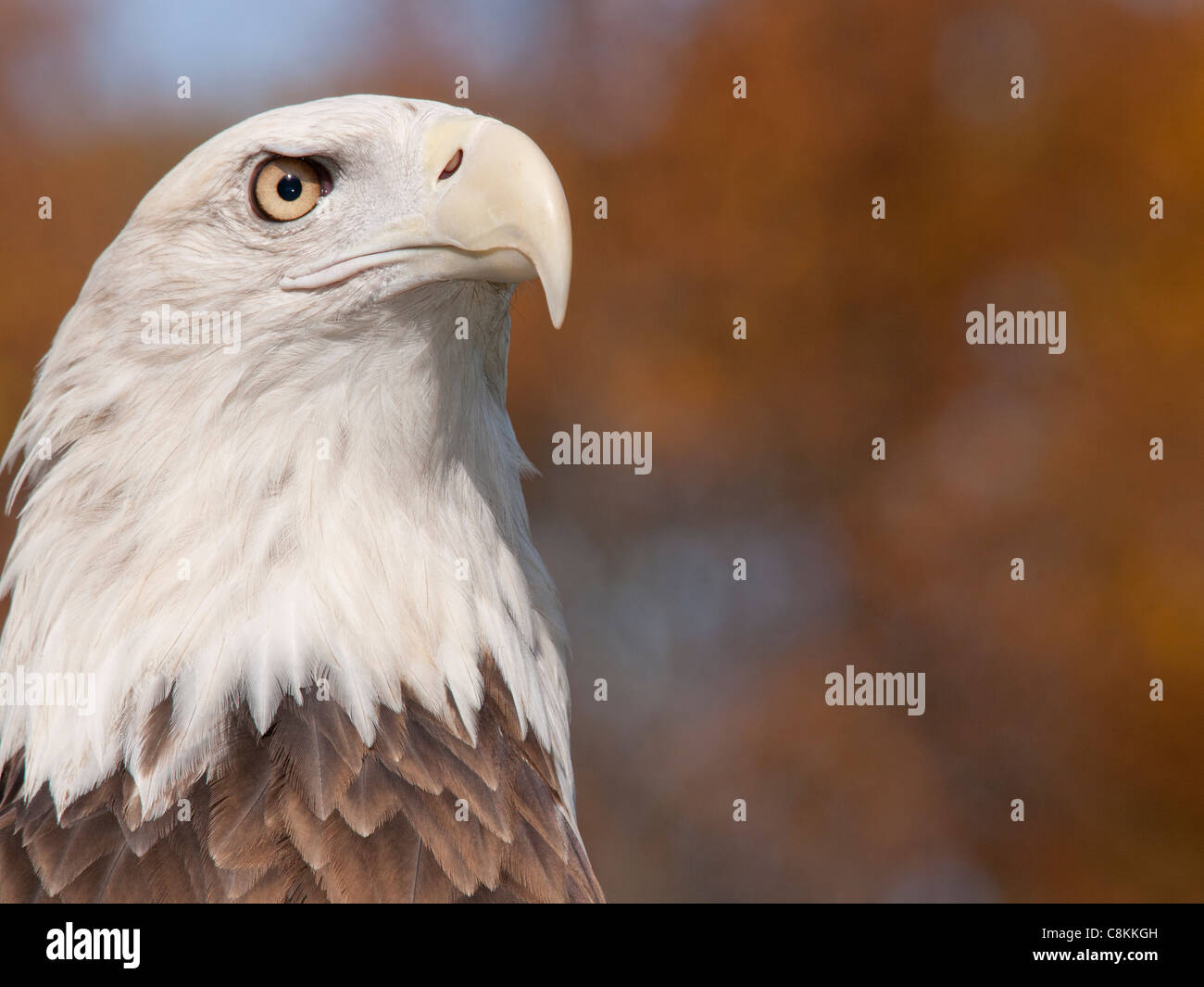 Bald Eagle close up against a beautiful autumn blurred background. The ...