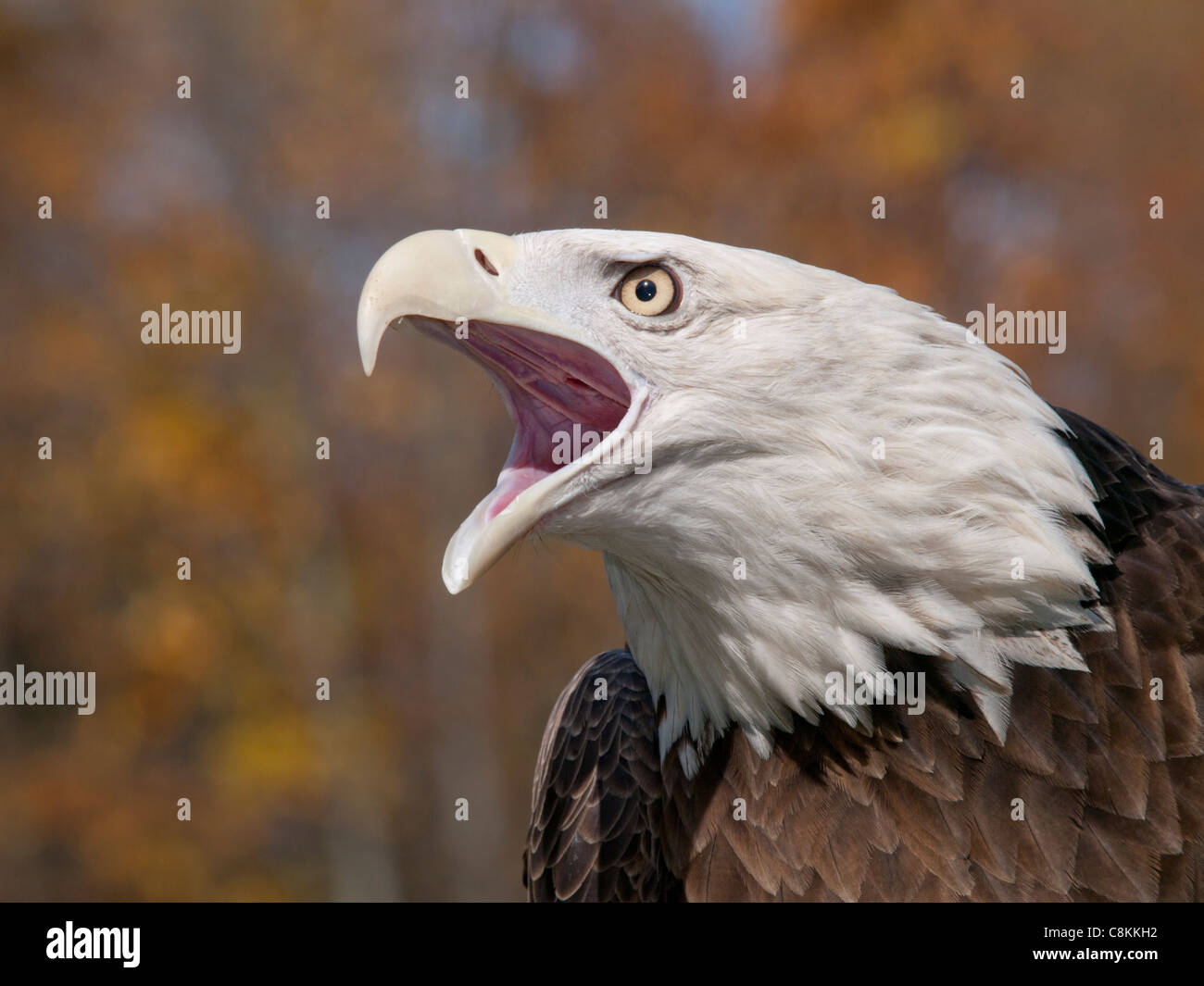 Bald Eagle close up against a beautiful autumn blurred background, beak ...