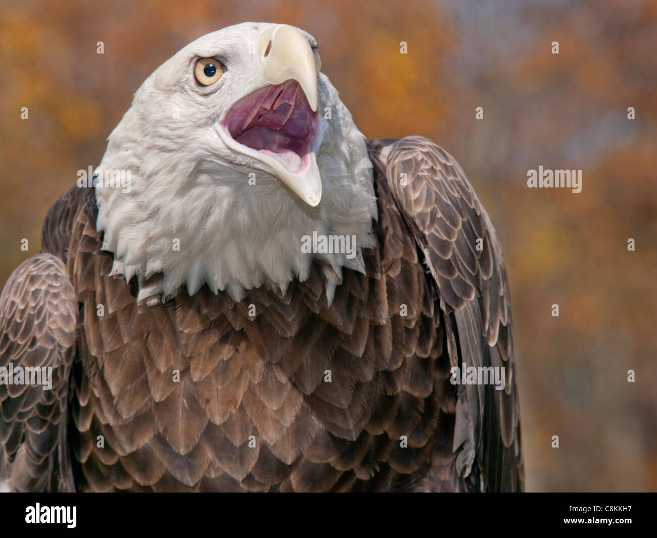 Bald Eagle close up against a beautiful autumn blurred background, beak ...