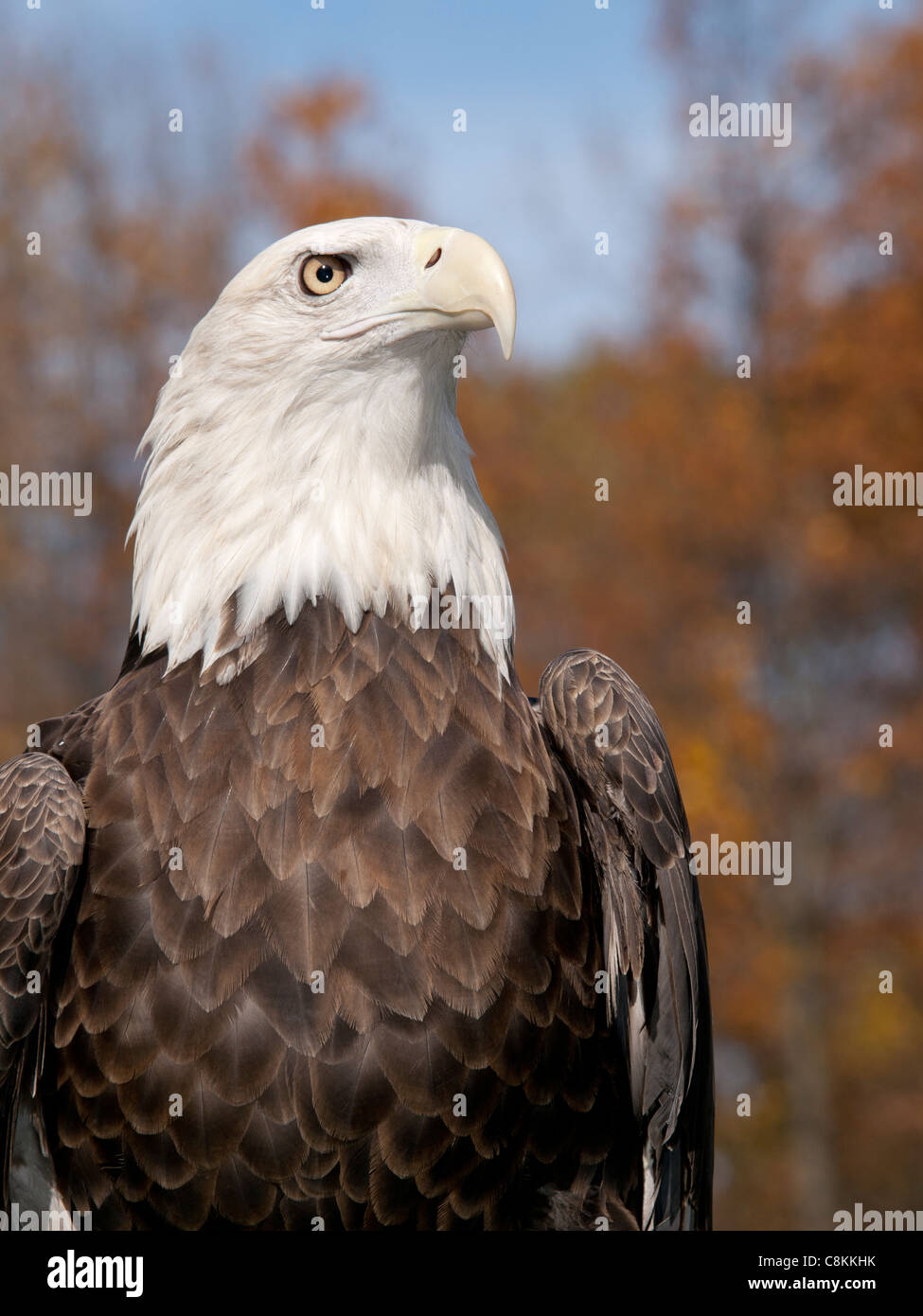 Bald Eagle against a beautiful autumn landscape of colorful trees. The ...