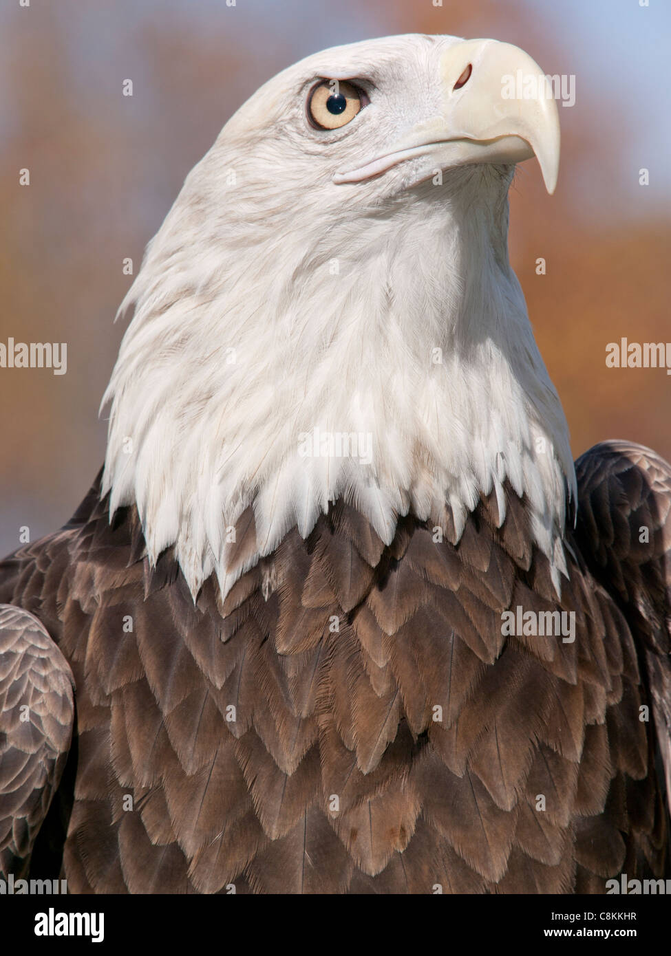 Bald Eagle close up against a beautiful autumn landscape of colorful ...