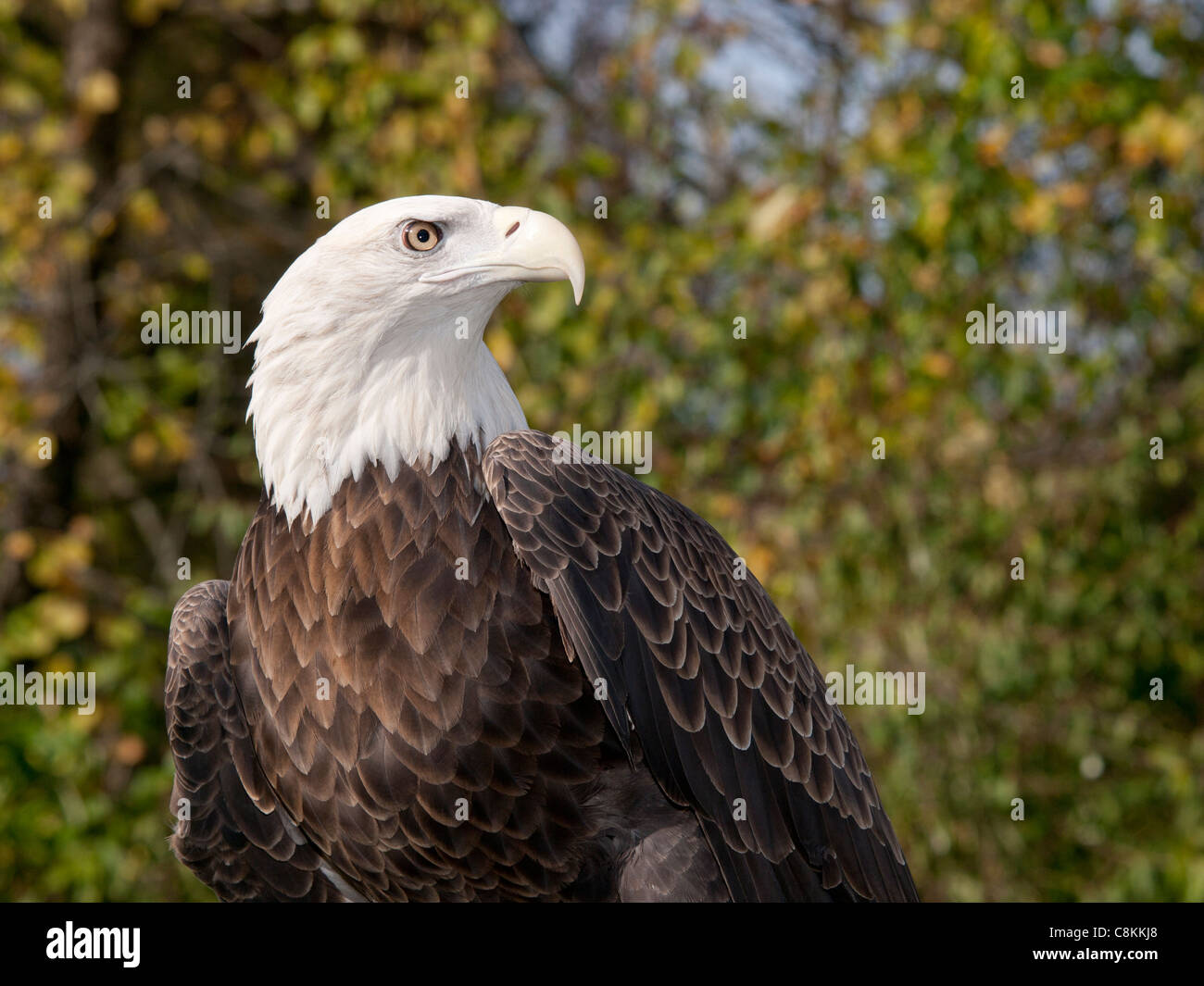 National bird of the usa hi-res stock photography and images - Alamy