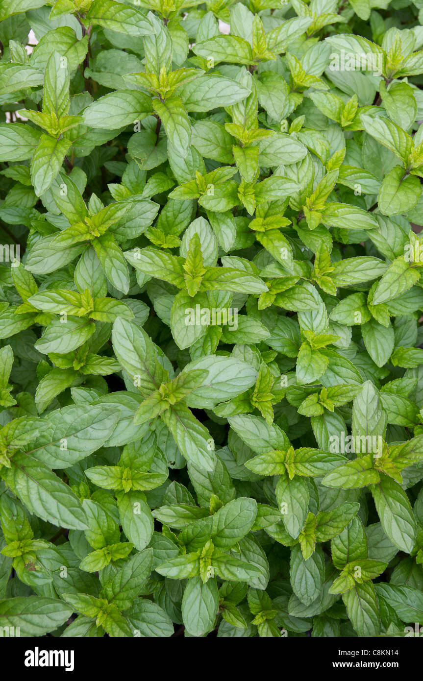 Peppermint plants ready for harvest Stock Photo - Alamy