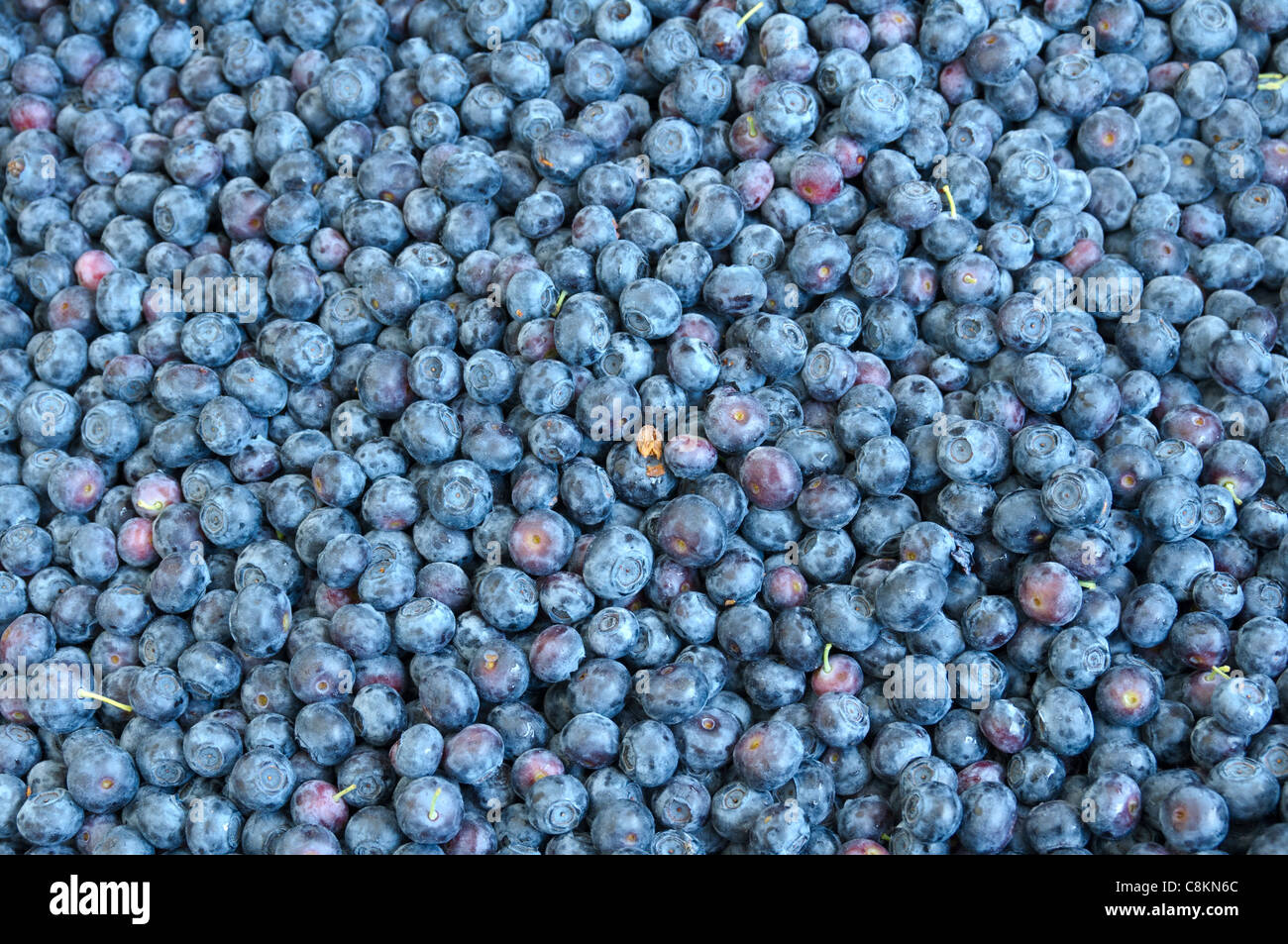 Fresh picked blueberries on display at the farmer's market Stock Photo ...