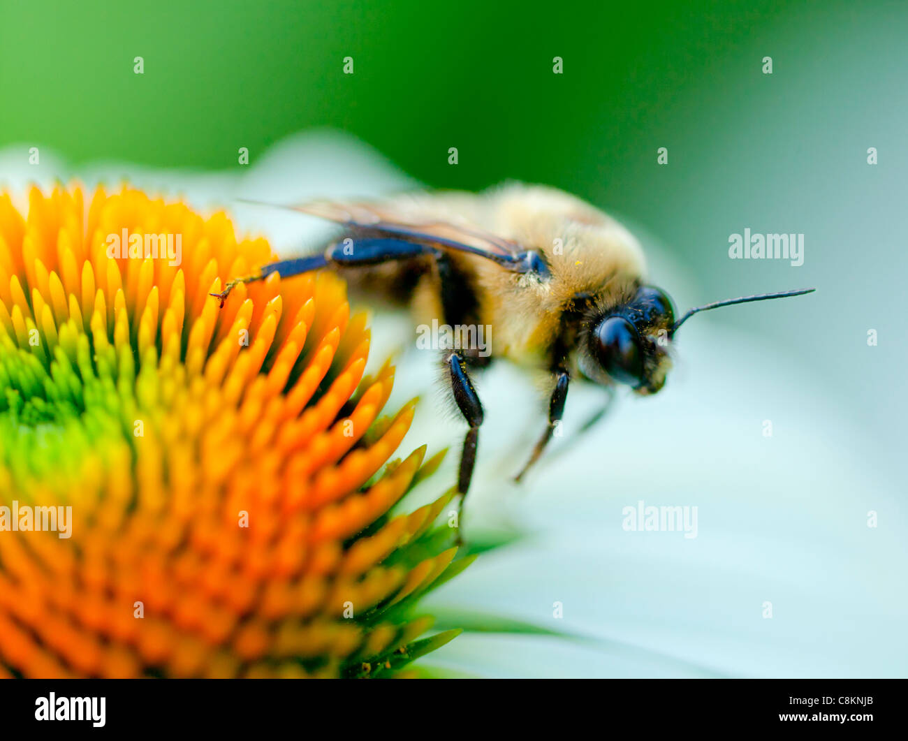 Bee leaving flower hi-res stock photography and images - Alamy