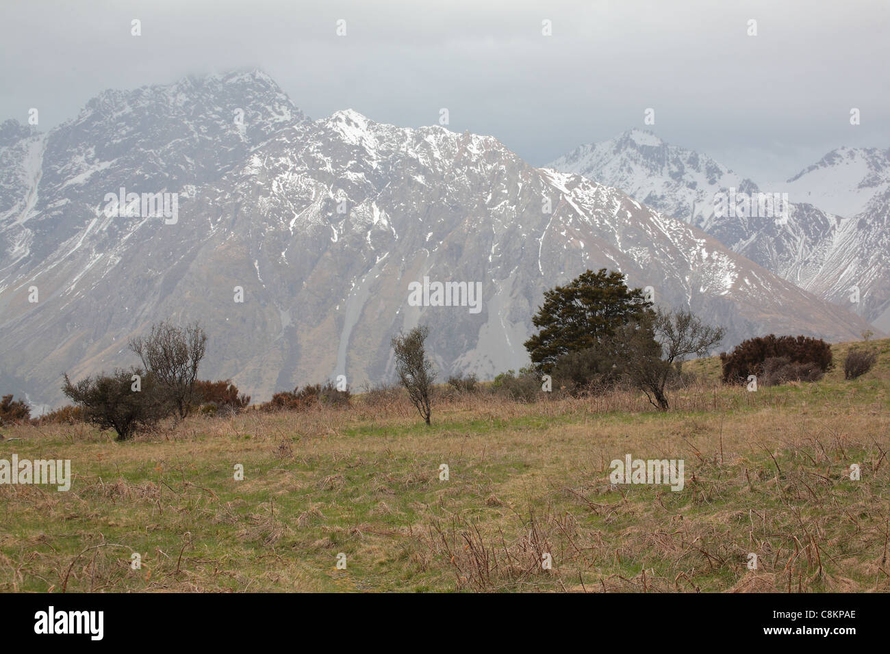 Alpine vegetation at Mount Cook, New Zealand Stock Photo - Alamy