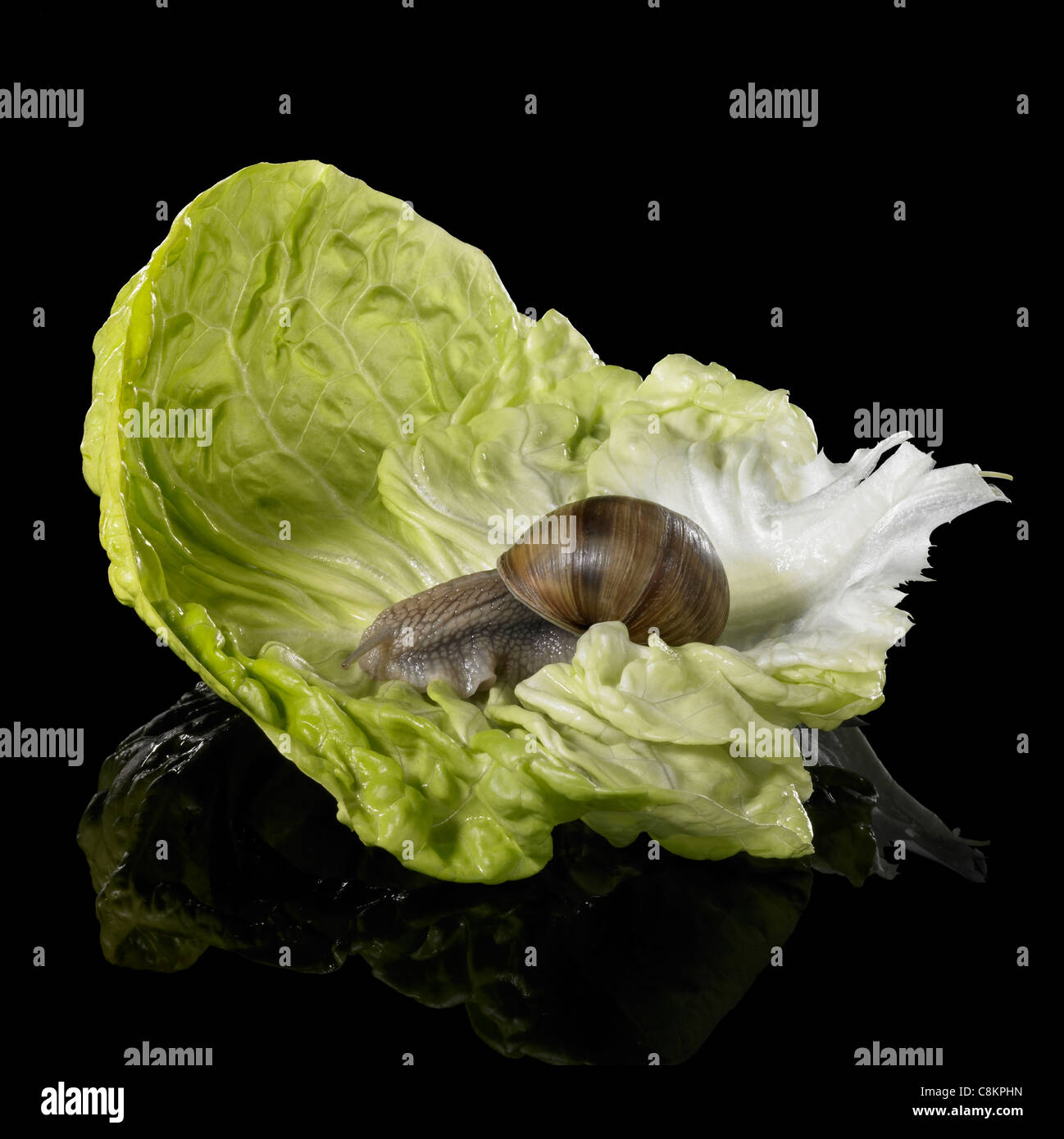 studio photography of a Grapevine snail on lettuce leaf in black ...