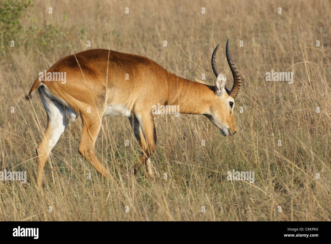 a Uganda Kob walking through grassy ambiance in Uganda (Africa Stock ...