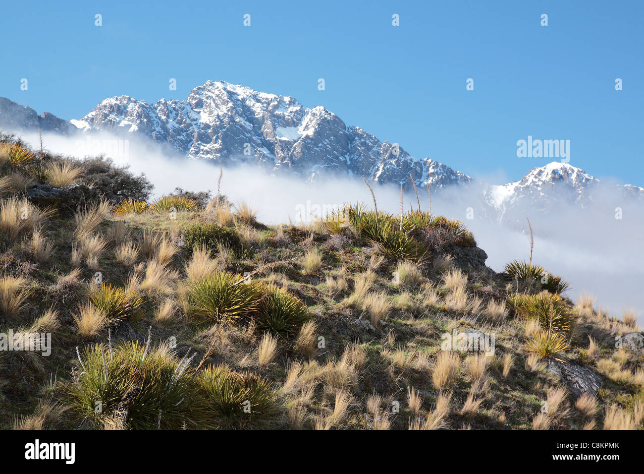 A view of alpine plants and snow capped mountains at Mount Cook, New ...