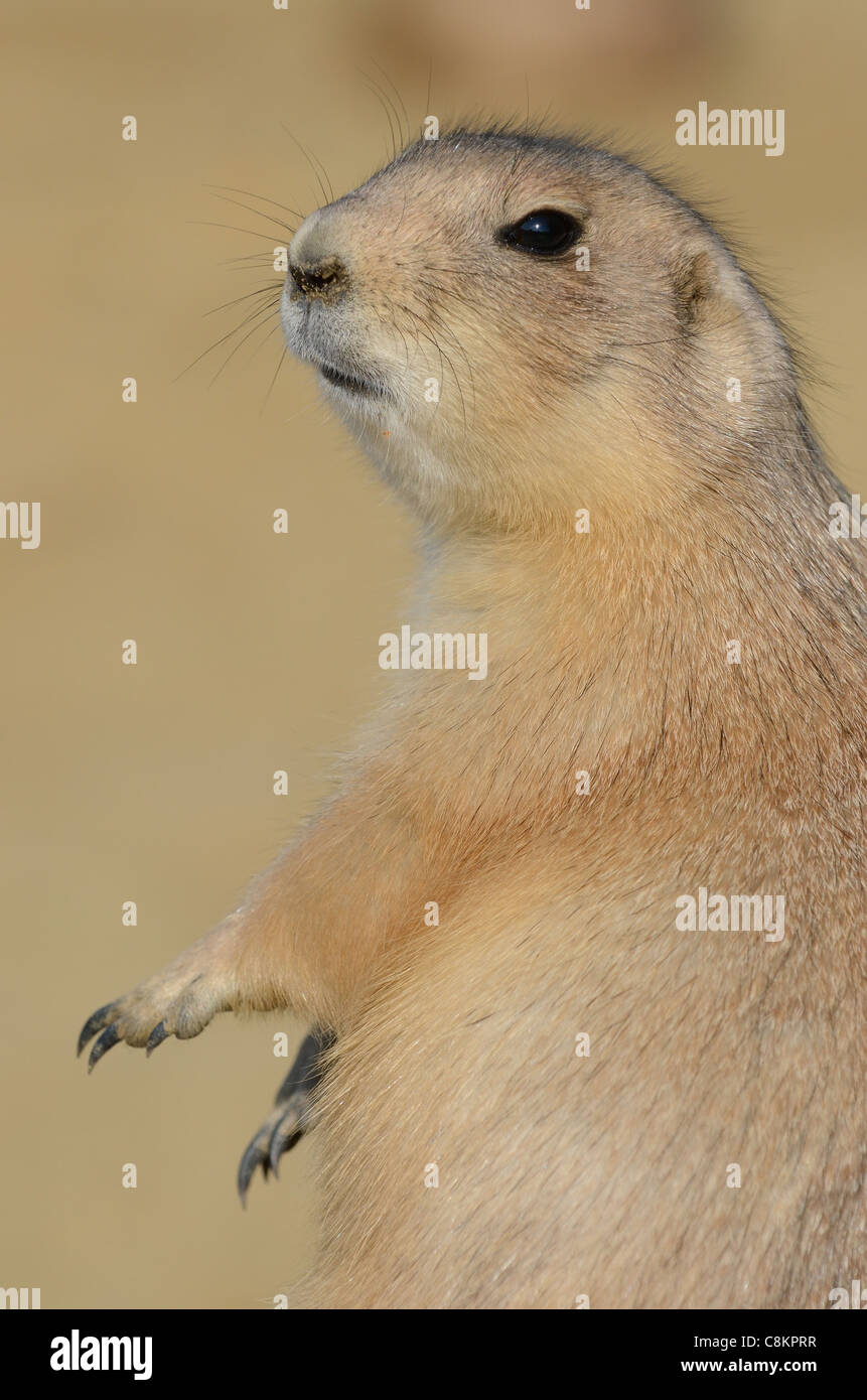 Prairie dog on lookout Stock Photo - Alamy