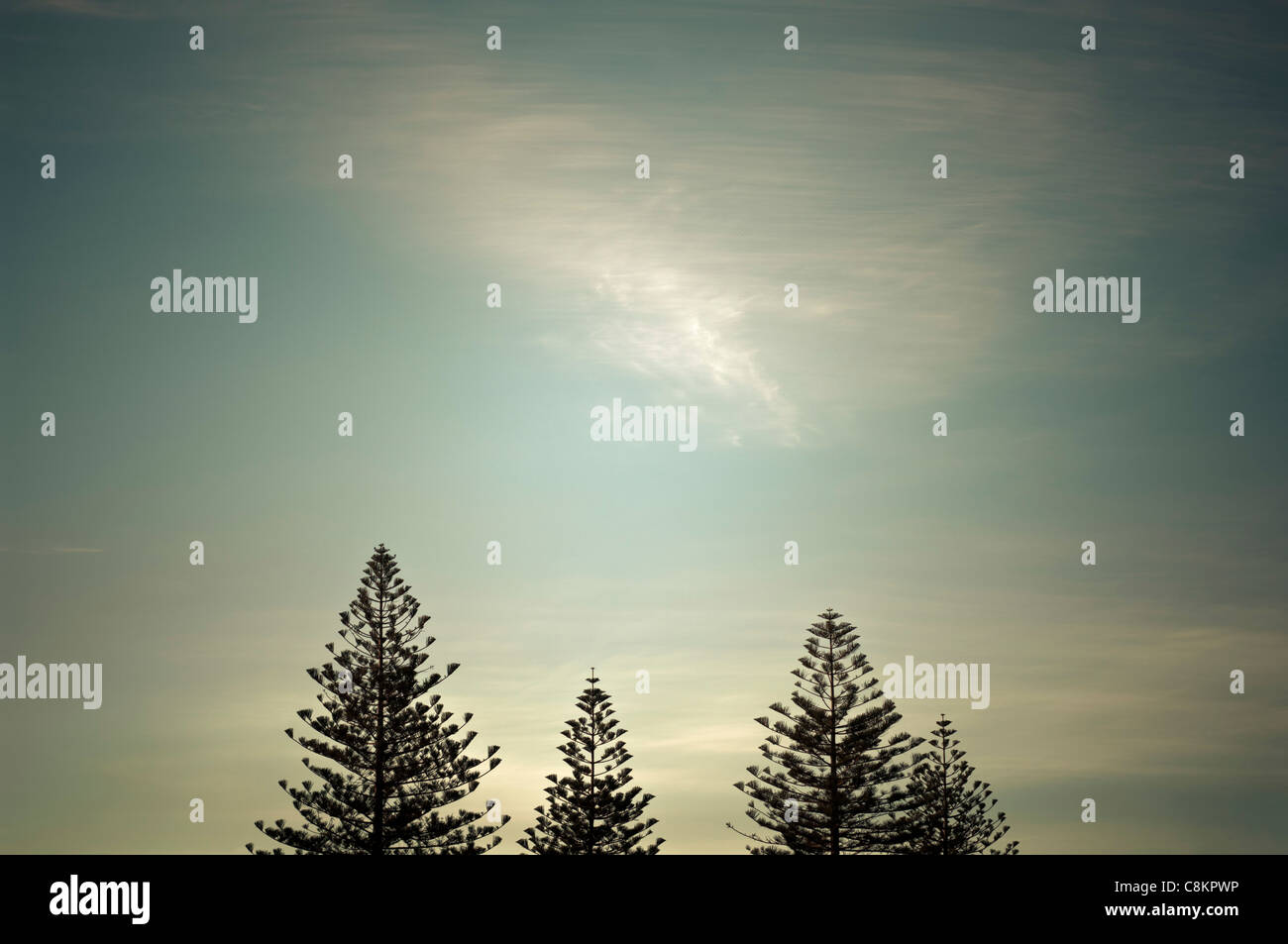 Four pine trees at dusk Stock Photo - Alamy
