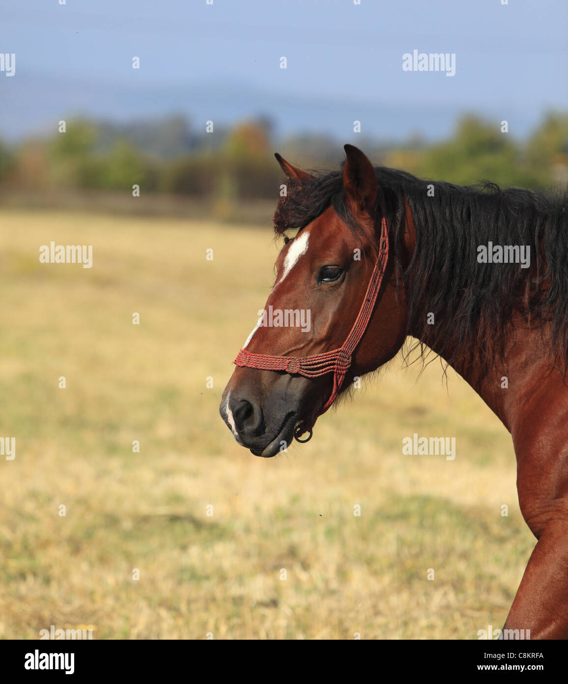 Profile of a horse hi-res stock photography and images - Alamy