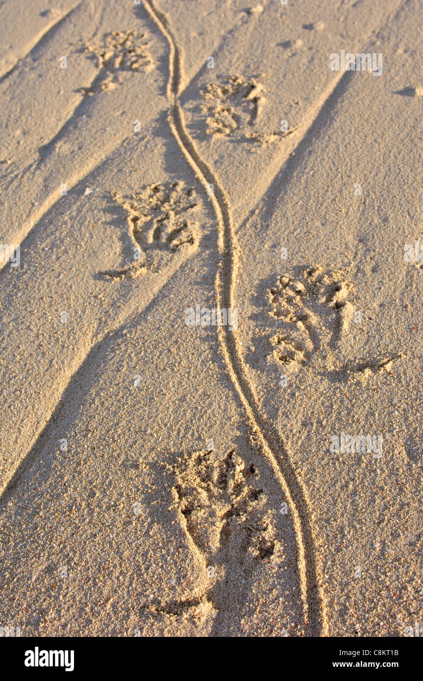 Tracks of a monitor lizard in the sand, Sangalaki, Kalimantan ...