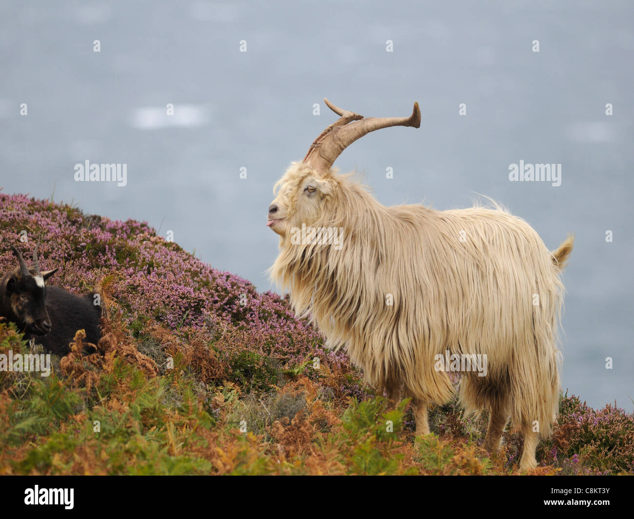 A male feral goat ( Capra aegagrus hircus ) displays to a female Stock ...